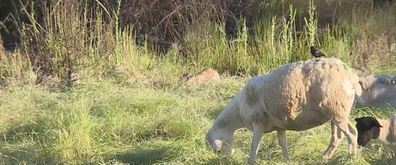Elk Grove brings in hundreds of goats for grazing to help with fire ...