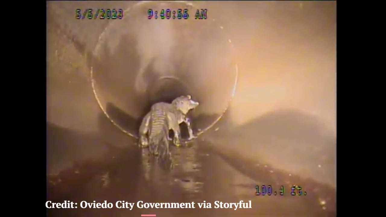 VIDEO: Face-to-face with a gator in a storm pipe ((Credit: Oviedo City ...