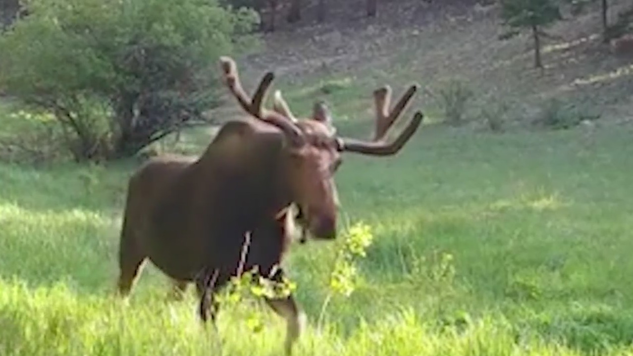 Big game hunting licenses limited this year – FOX31 Denver