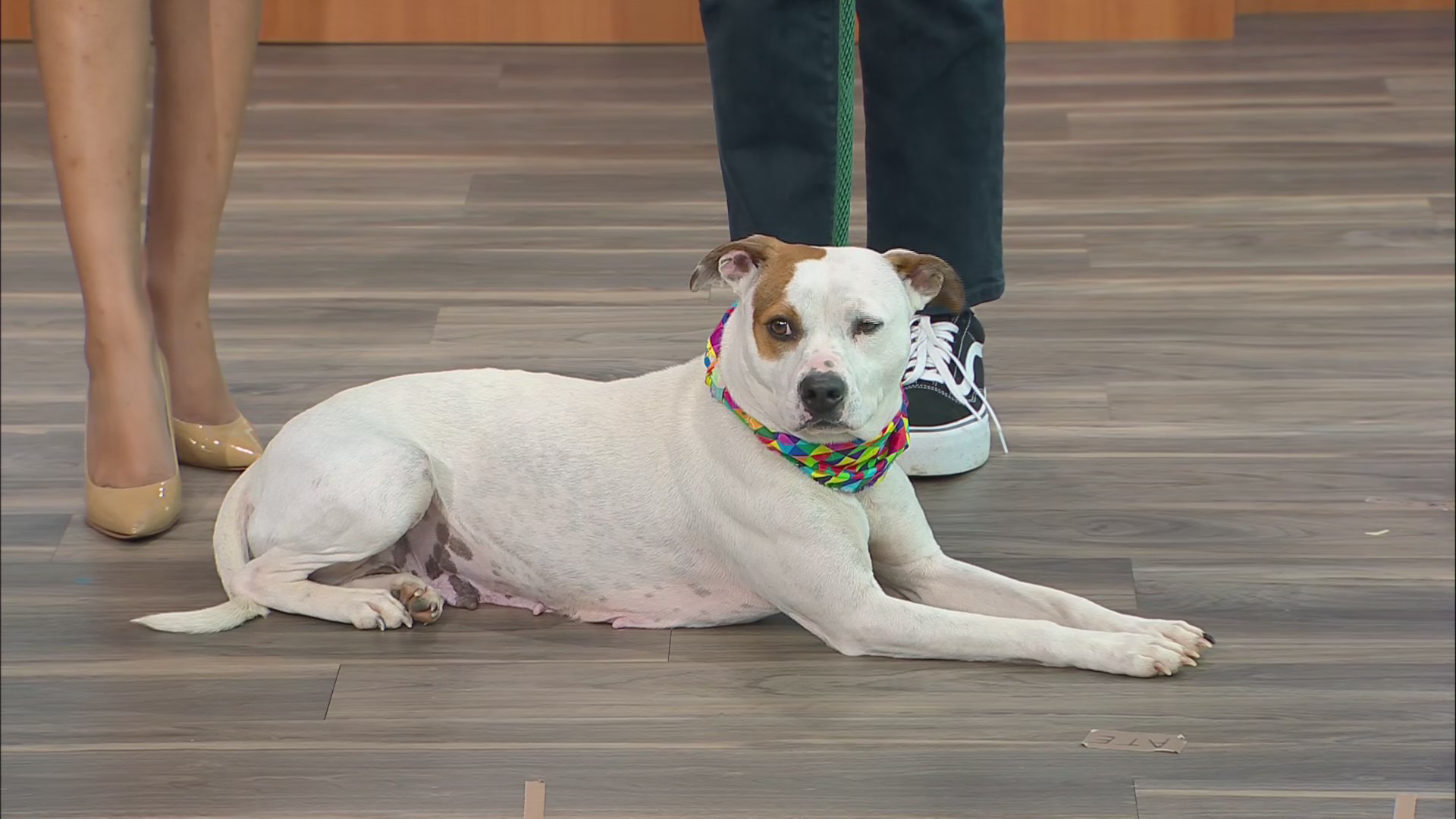 Furry Friend Friday – Meet Summer – WSPA 7NEWS
