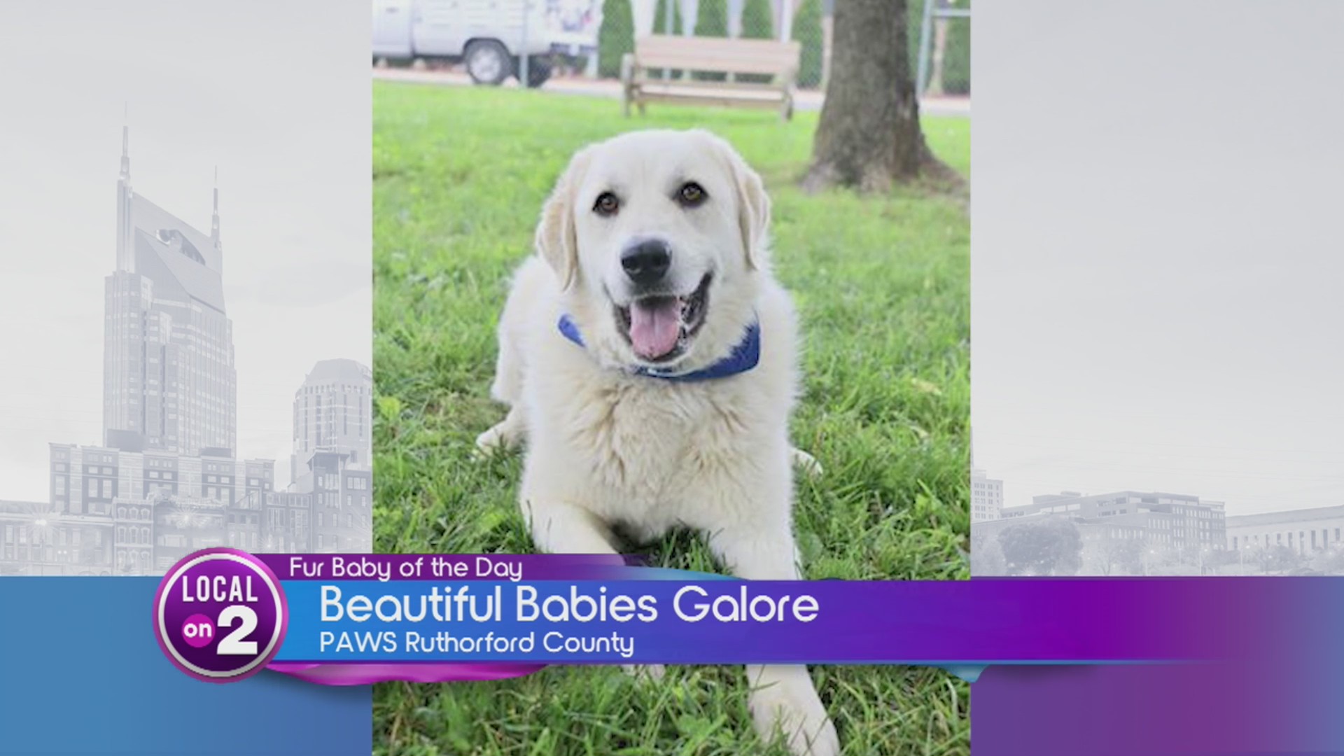 PAWS Rutherford County has your next best friend – WKRN News 2