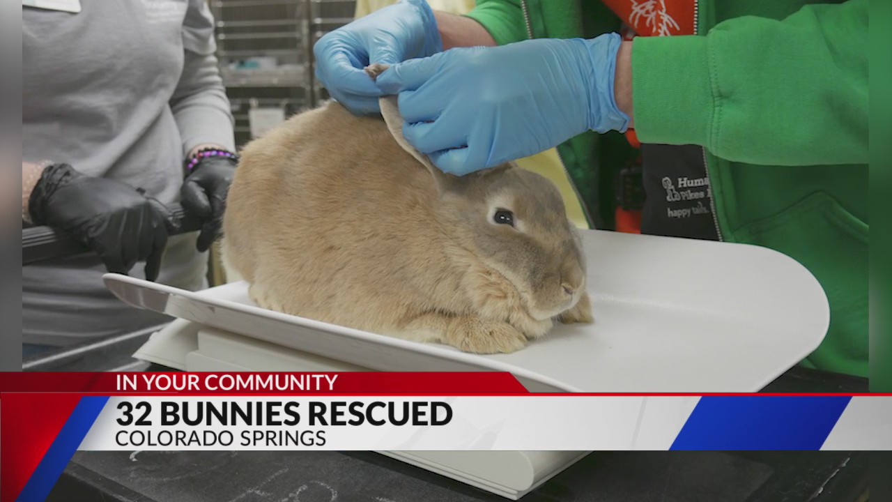 32 bunnies rescued from Colorado Springs home – FOX31 Denver
