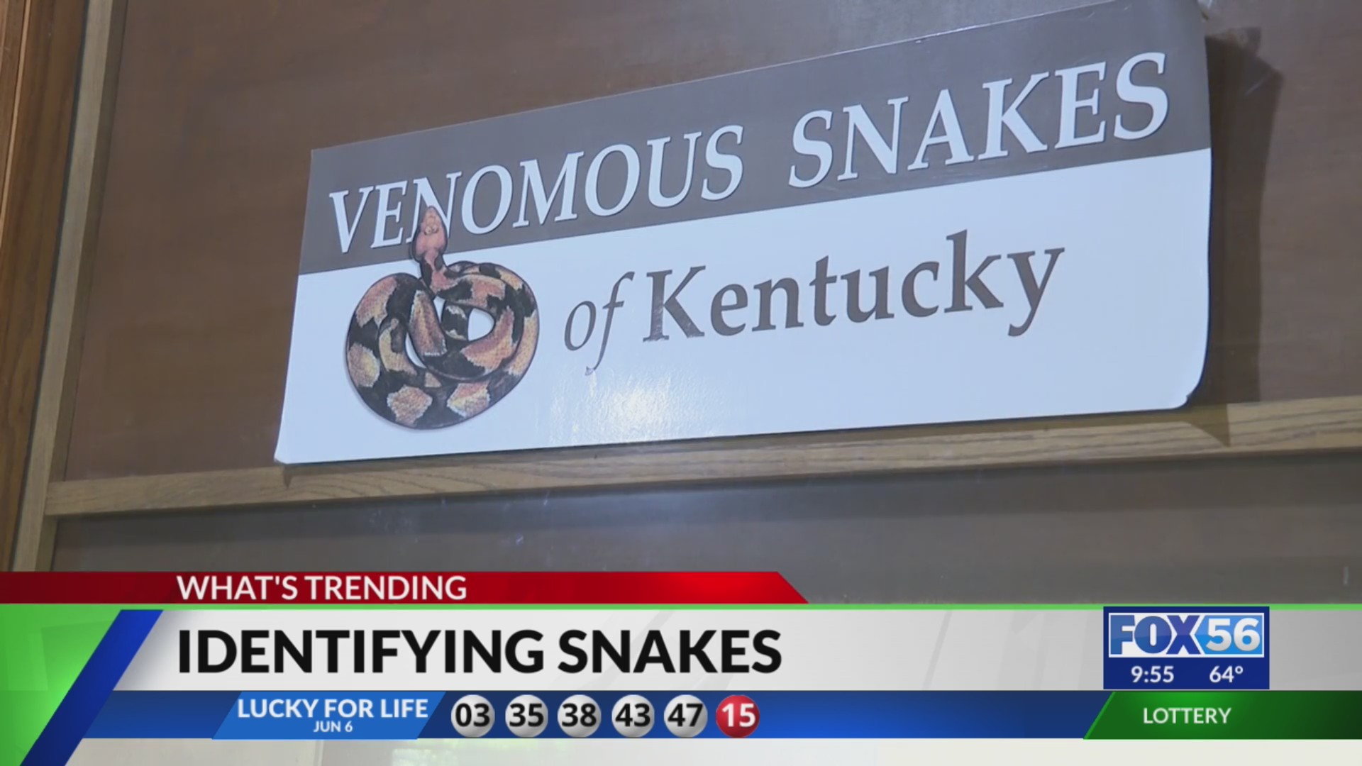 Kentucky snakes: Which to avoid, how to identify them – FOX 56 News