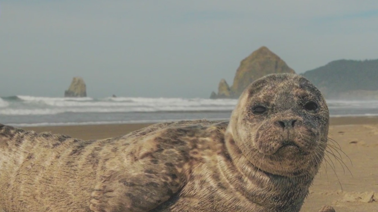 Aquarium: Don’t touch those seal pups, no matter how adorable they are ...
