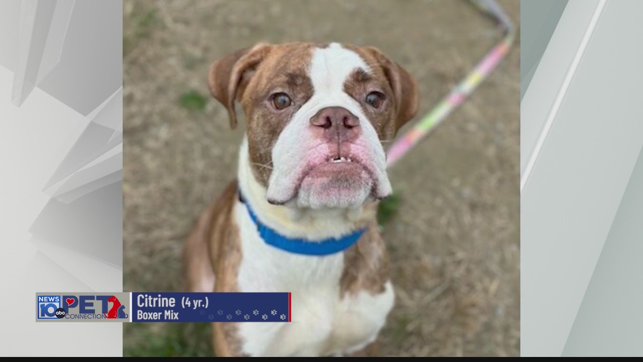 Citrine – NEWS10 ABC