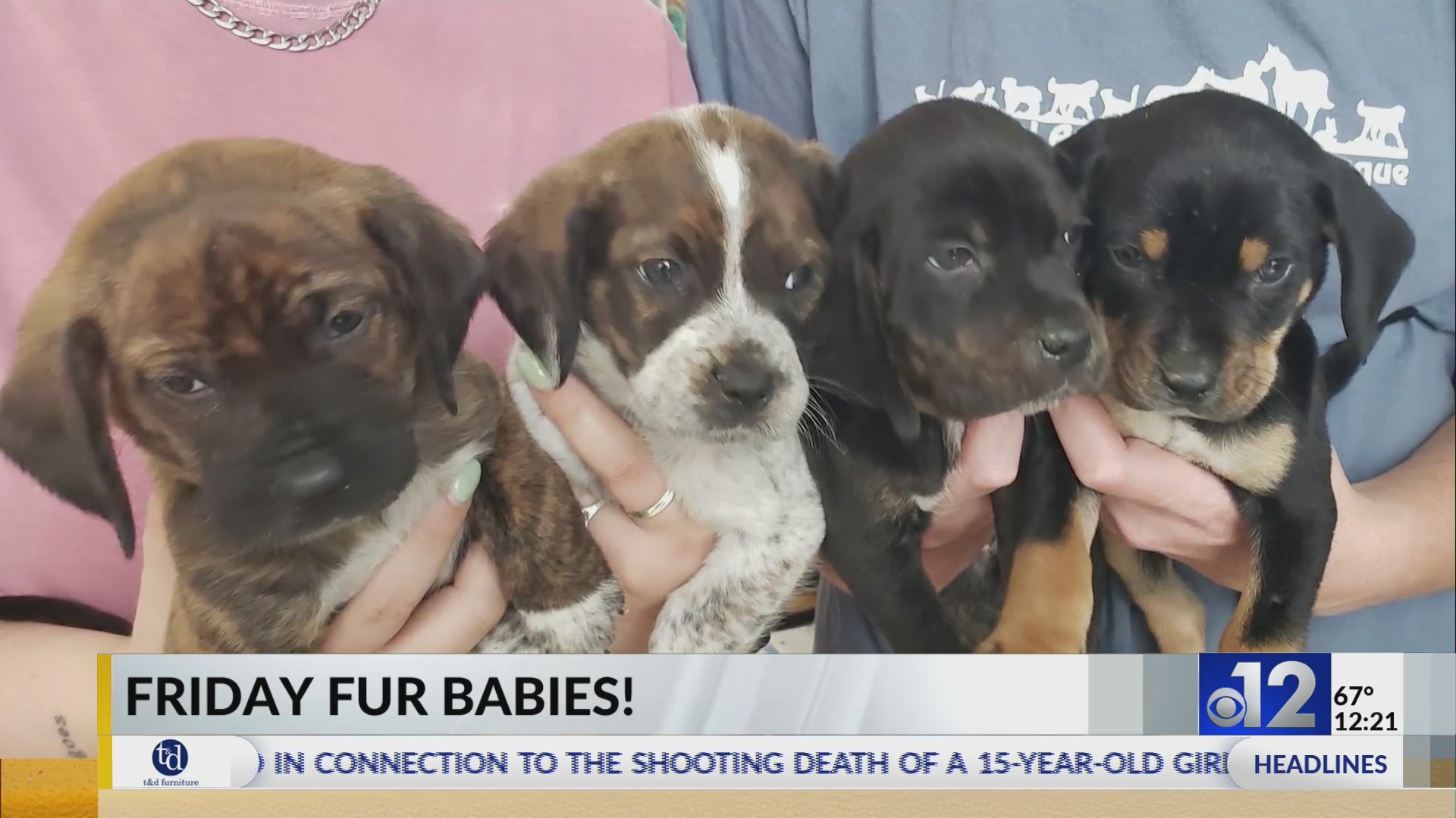 Friday Fur Babies: Meet the Plott Hound Puppies – WJTV