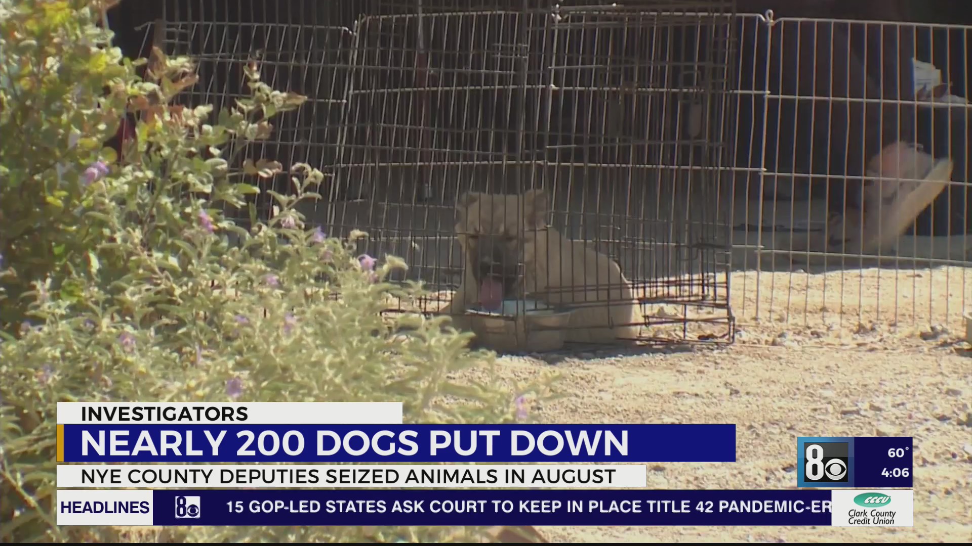 Majority of nearly 300 dogs seized from unlicensed facility outside Las ...