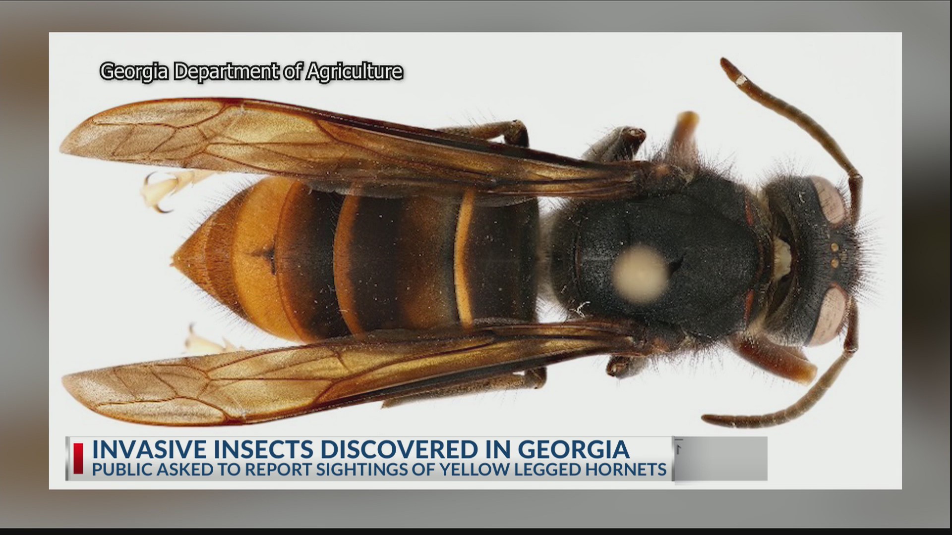 Savannah sees first of invasive hornet species in open US – WGN Radio ...