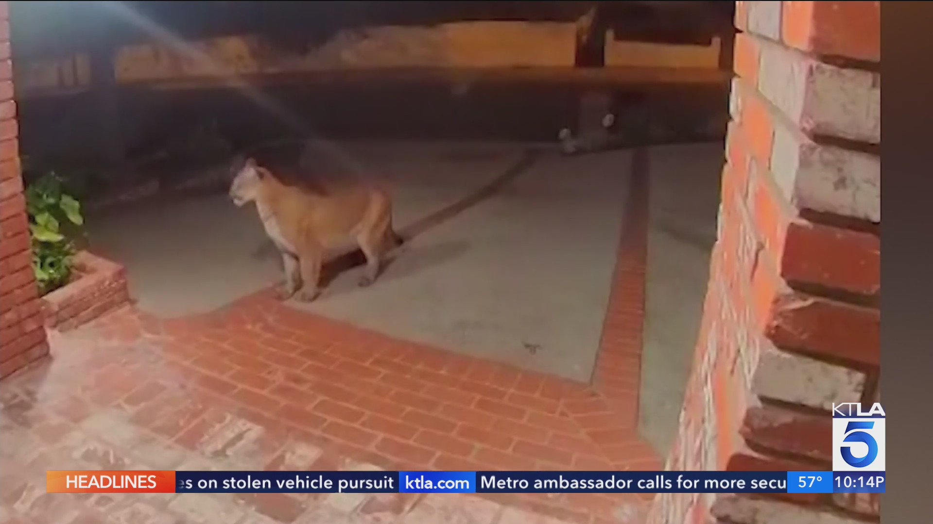 A Monrovia homeowner’s surveillance cameras captured a mountain lion ...