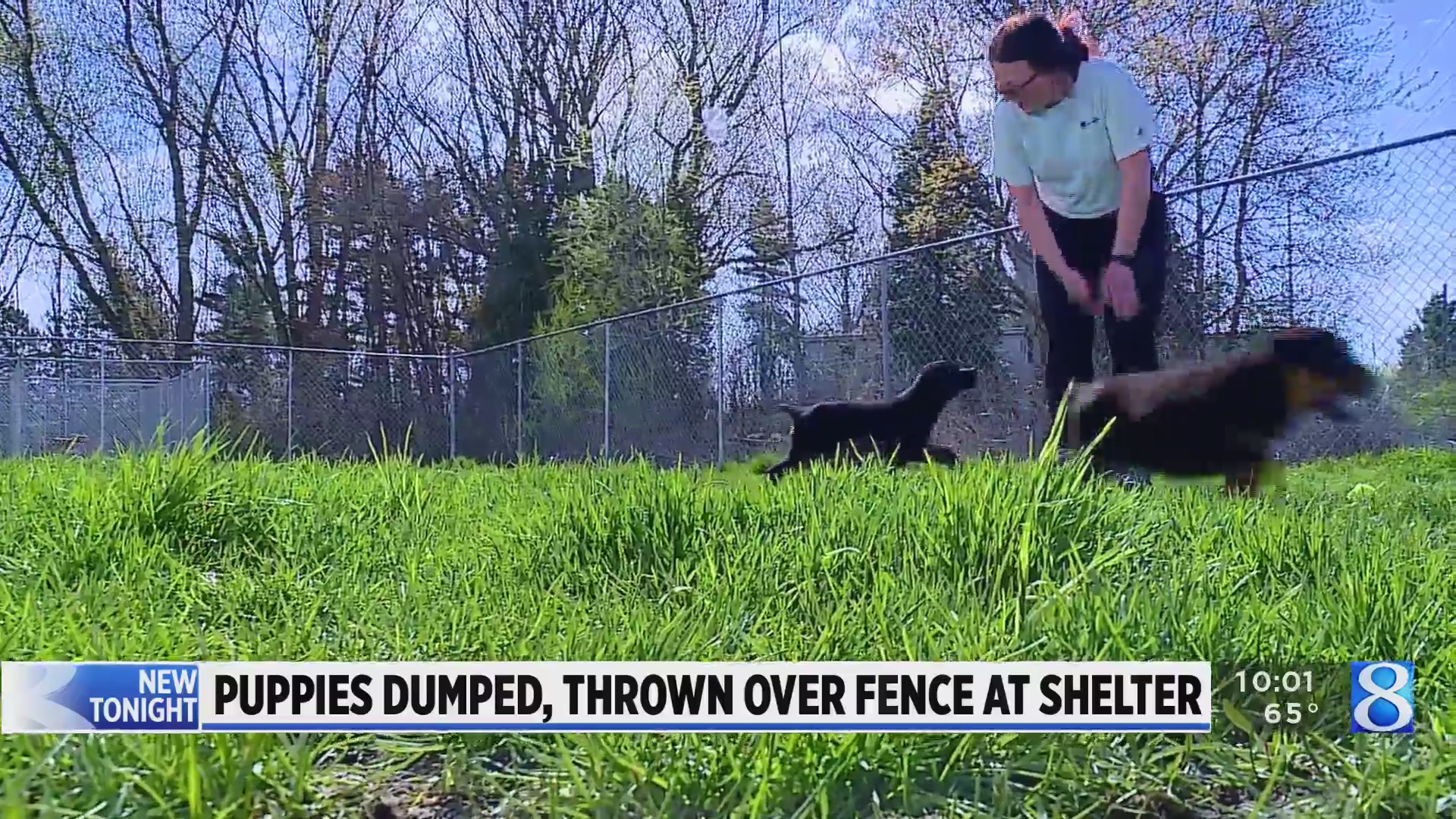 Puppies dumped, thrown over fence at shelter – WOODTV.com