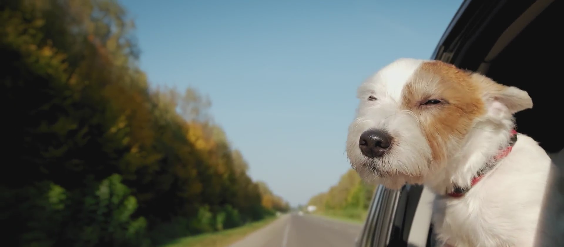 Prepping your pets for severe weather or wildfires – KXAN Austin