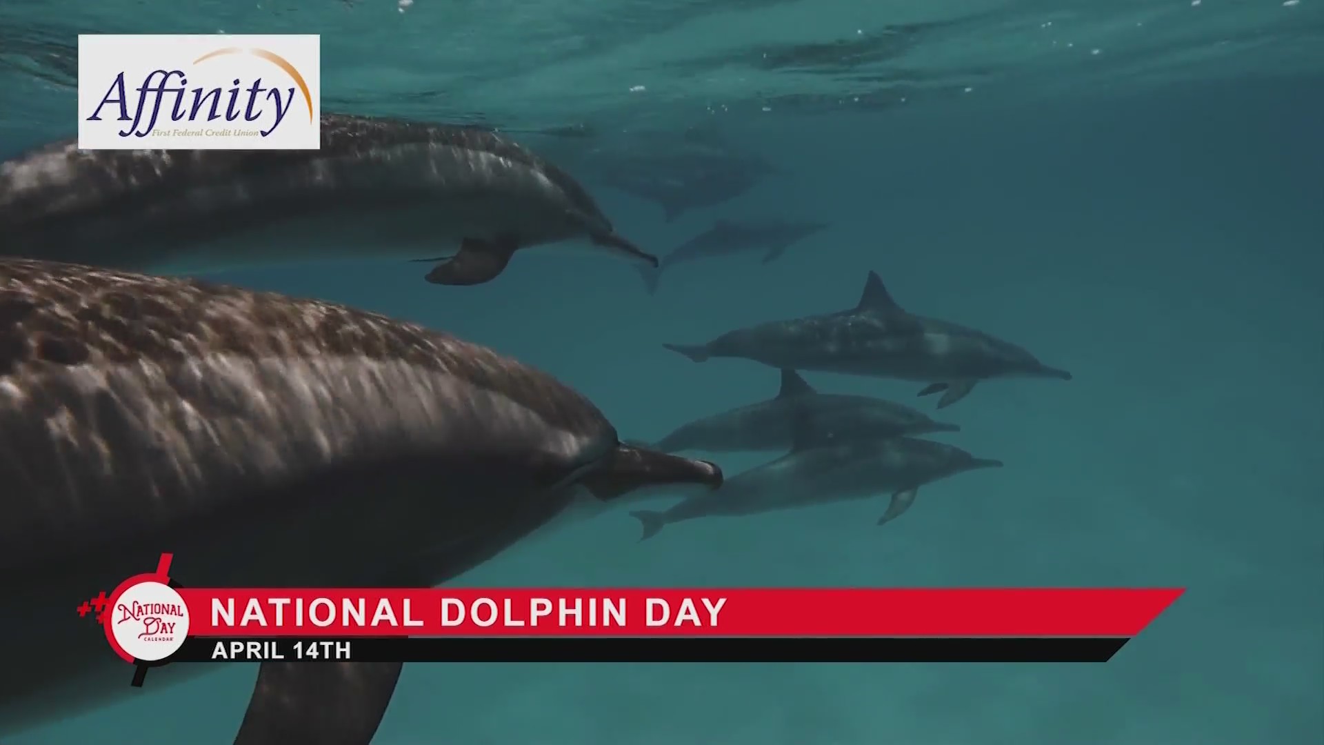 NATIONAL DAY CALENDAR: National Dolphin Day – KX NEWS
