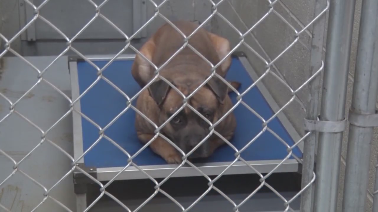 Recognizing Signs Of Animal Abuse – WVNS