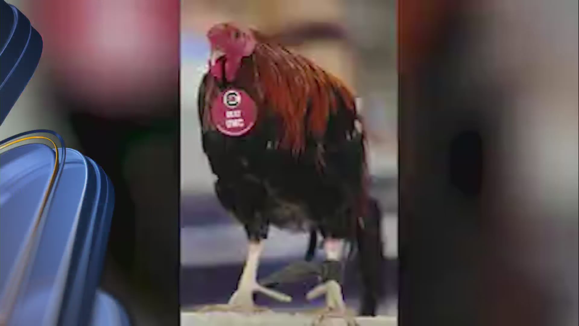 University of South Carolina changing mascot’s name over rooster ...