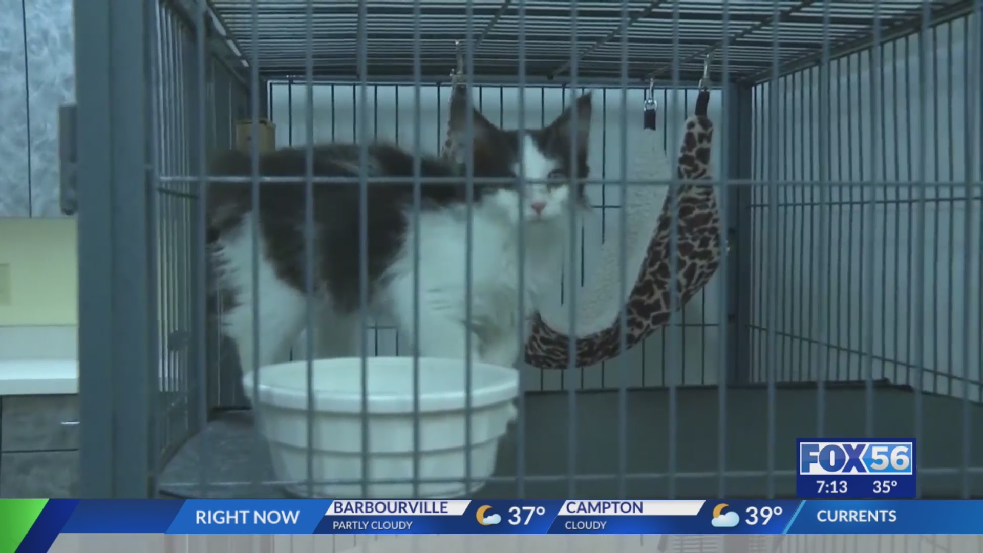 How inflation is impacting Kentucky animal shelters – FOX 56 News
