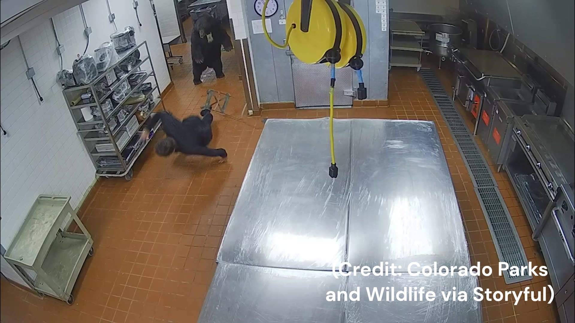 Bear euthanized after lunging at hotel security guard (Credit: Colorado ...