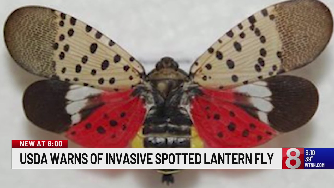 USDA: Kill spotted lanternfly on sight in Connecticut – WTNH.com