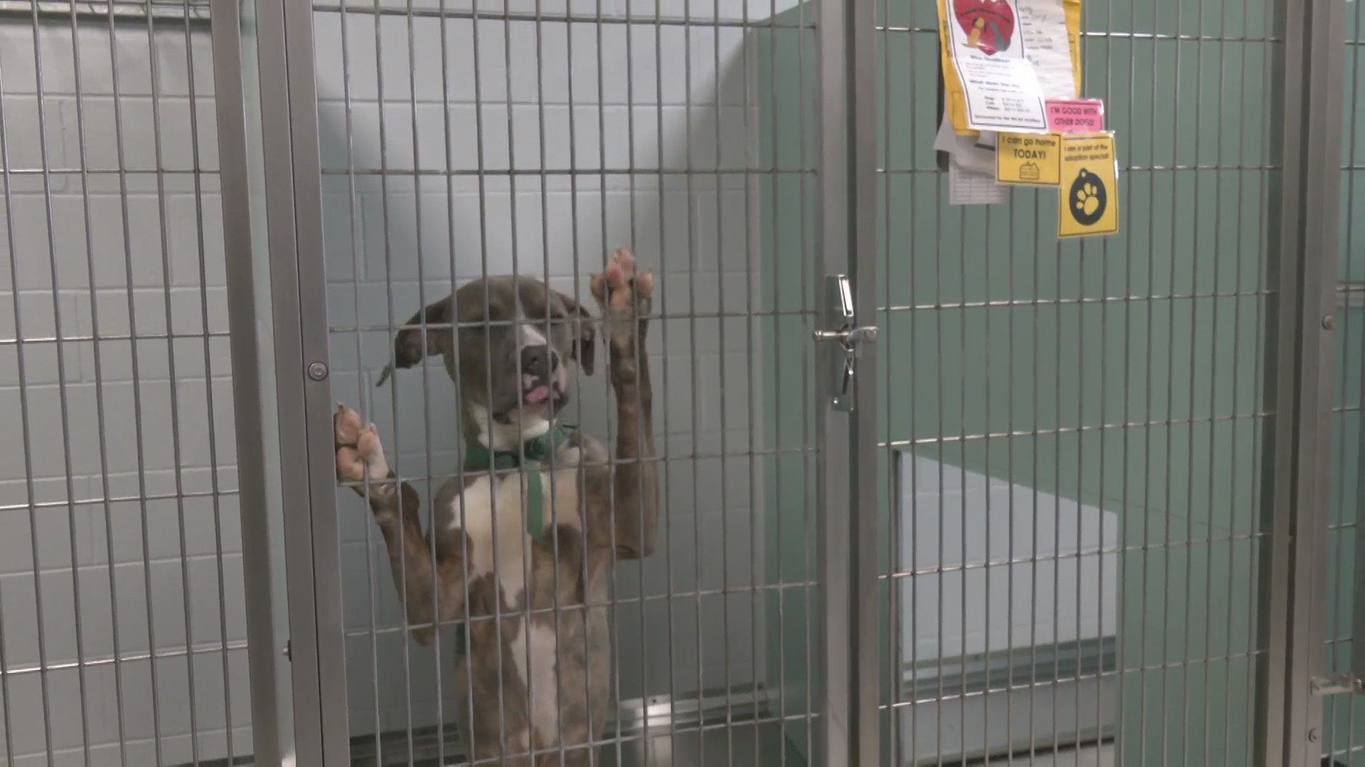 Winnebago County Animal Shelter “mutt madness” to help with ...