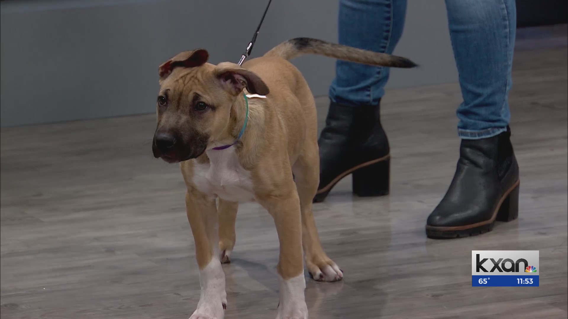 Austin Pets Alive! shows off a dog ready to adopt on National Puppy Day ...