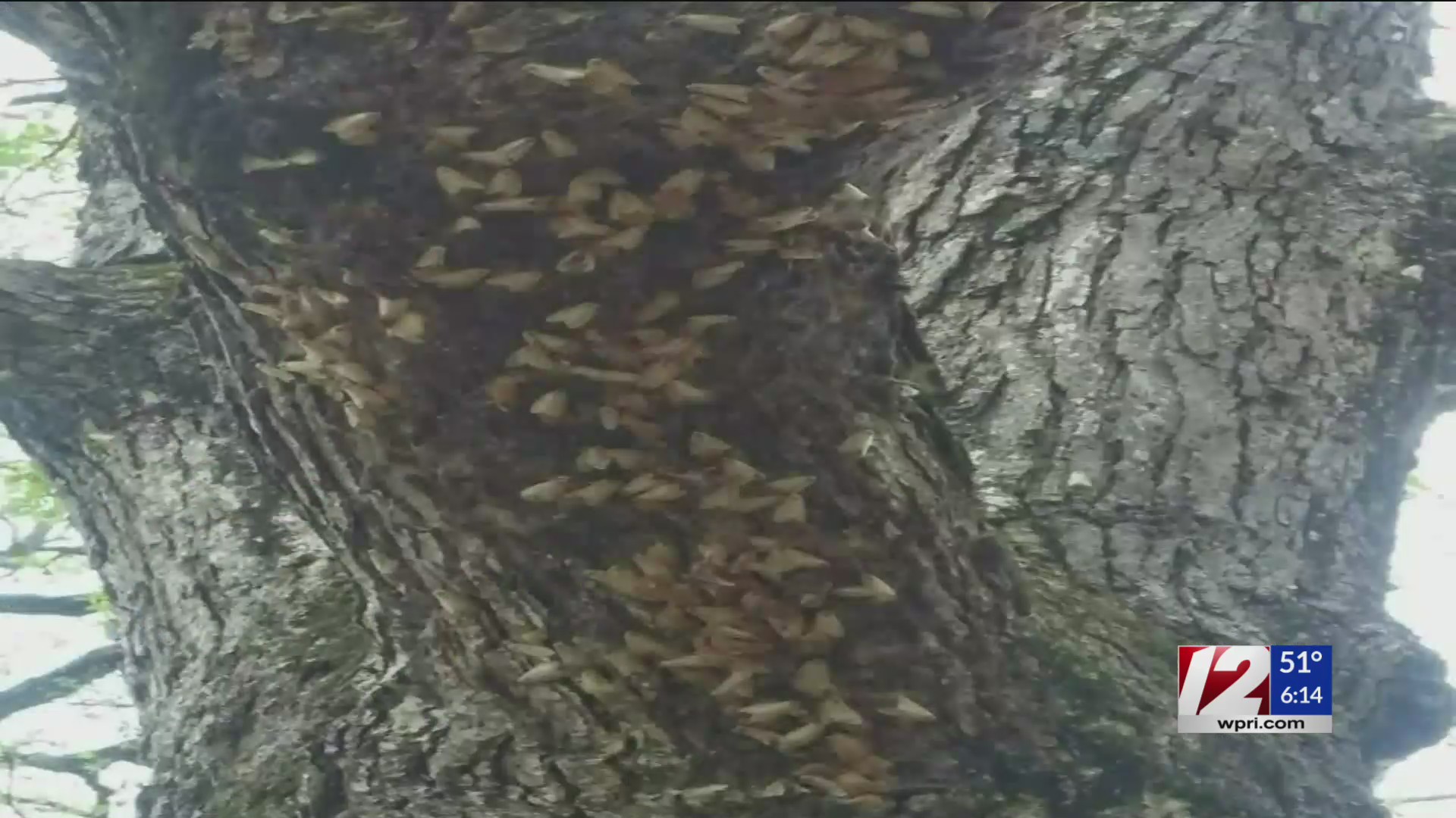 Invasive moths, beetles putting local forests at risk – WPRI.com