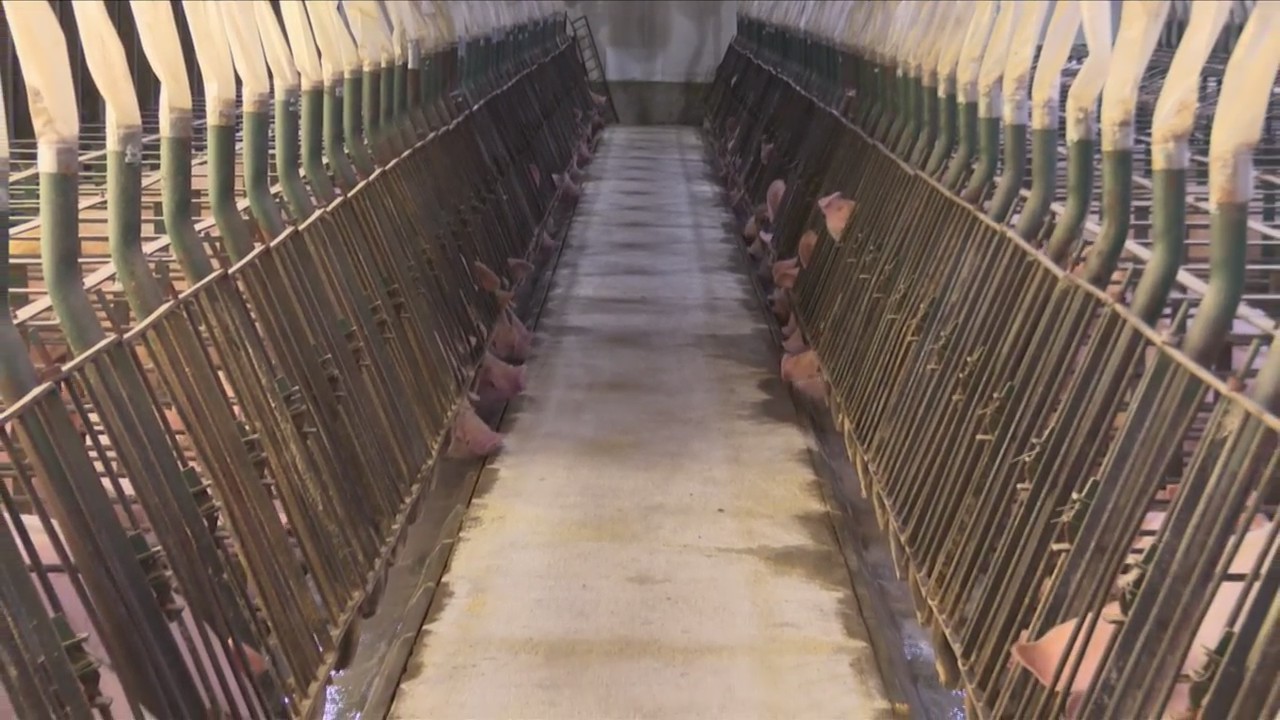 Special Report: Illinois pig farmers brace for implementation of ...