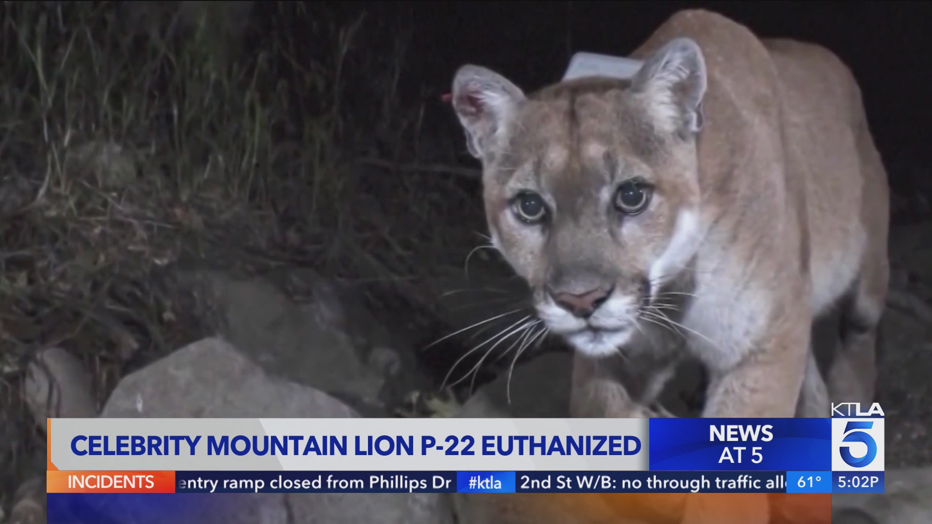 Famed Los Angeles mountain lion P-22 euthanized; cougar had been struck ...