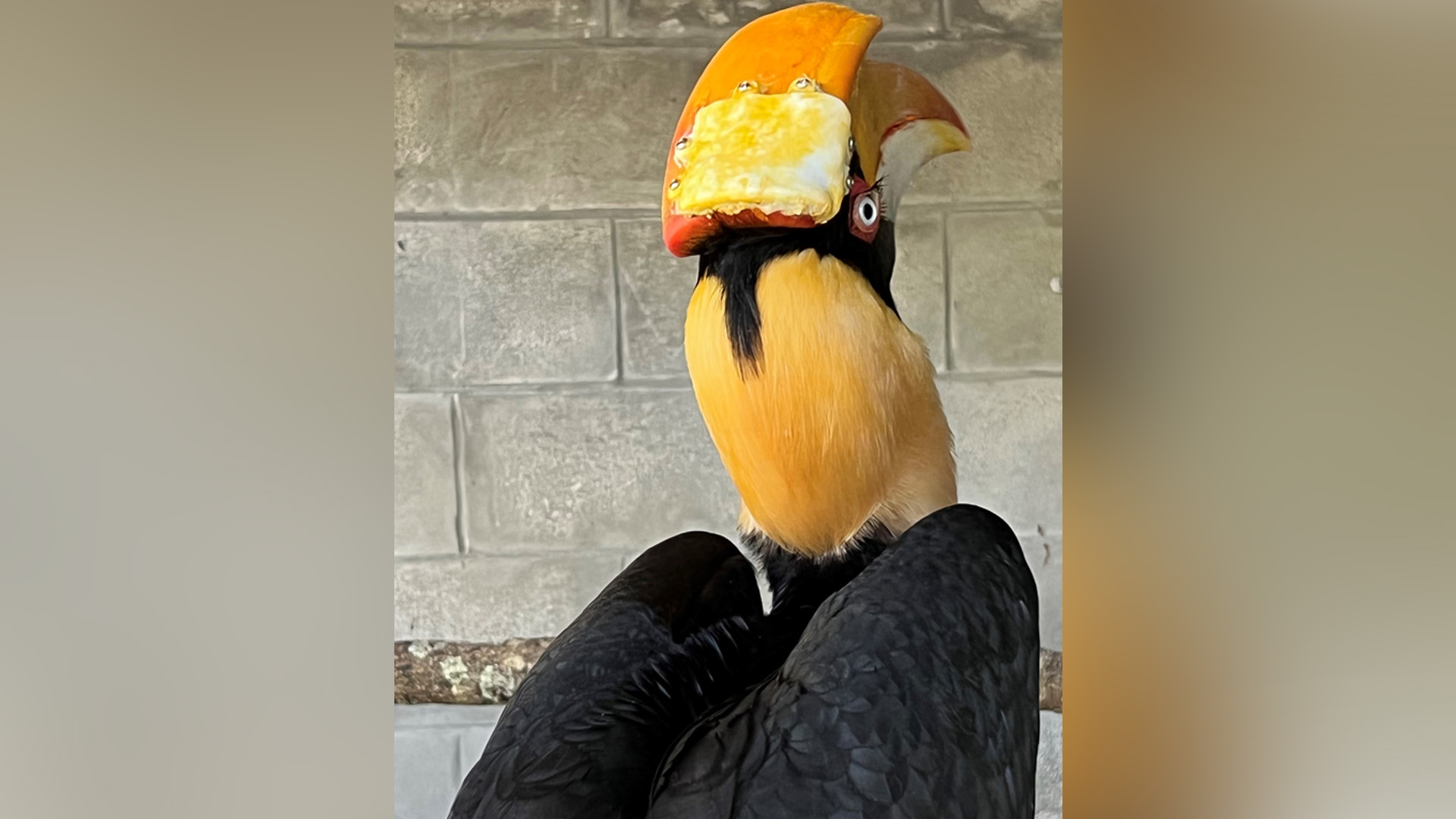 3D-printed beak saves great hornbill at ZooTampa – WFLA