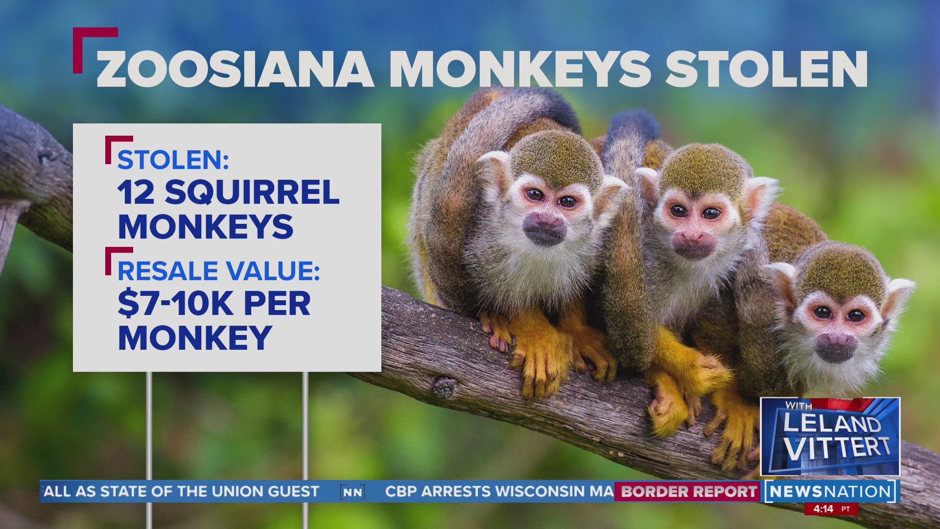 More missing monkeys at Louisiana-area zoo | On Balance – NewsNation