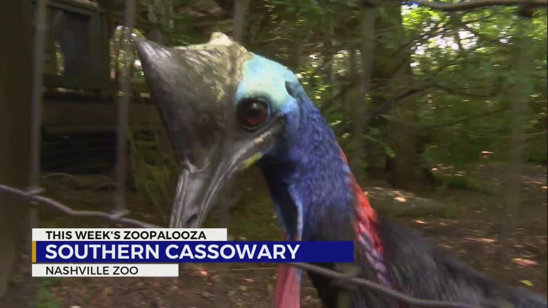 Meet Sy, the Southern Cassowary at Nashville Zoo – WKRN News 2