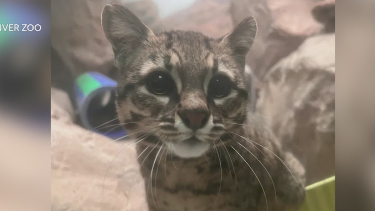 Meet the Denver Zoo cat who was smuggled through DIA – FOX31 Denver
