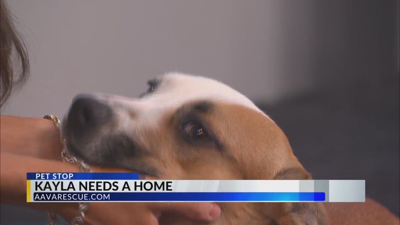 Pet Stop: Kayla needs a home – KLFY.com