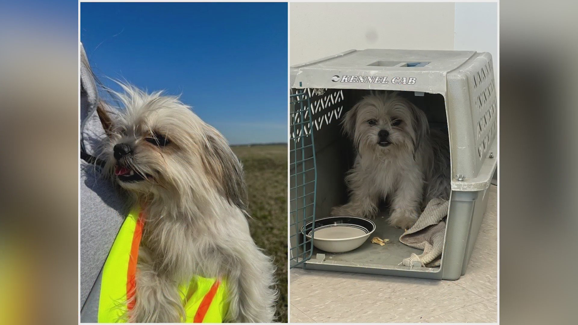 Dog captured on Norfolk International Aiport – WAVY.com
