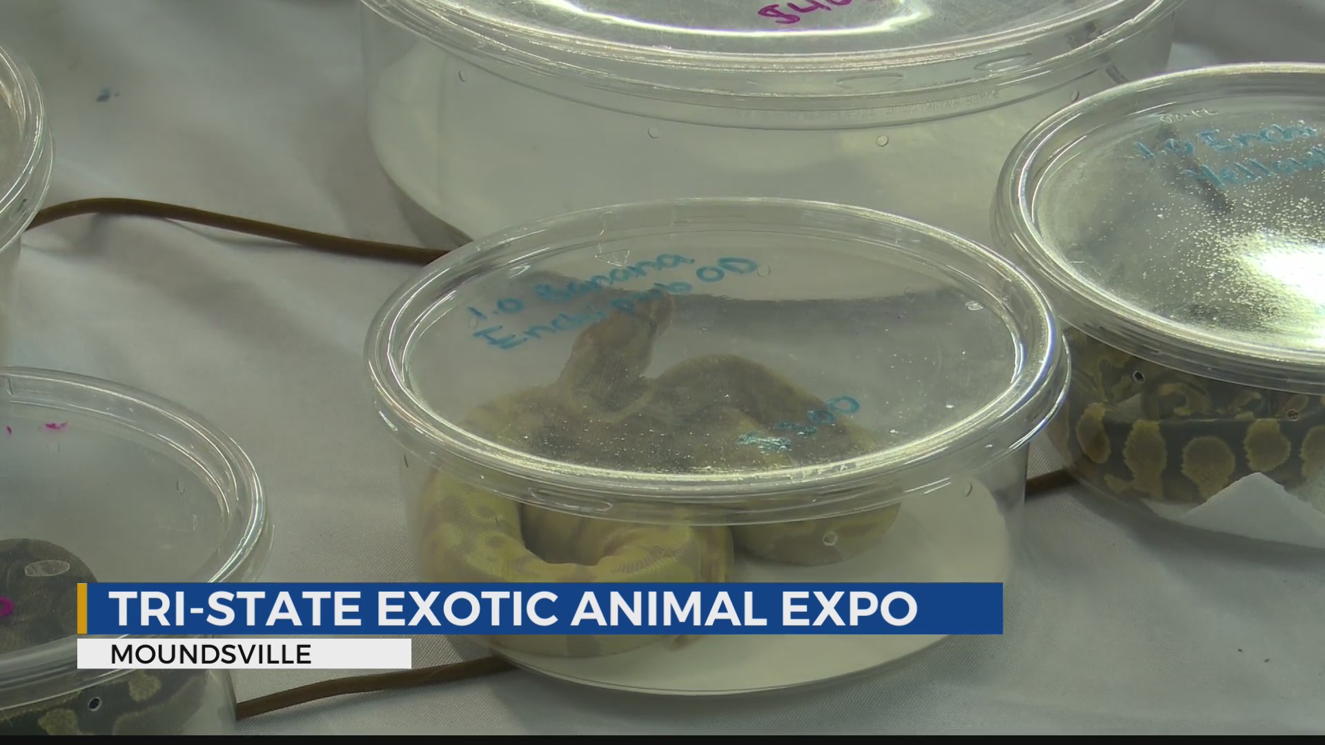 Exotic animals return to the Penitentiary – WTRF