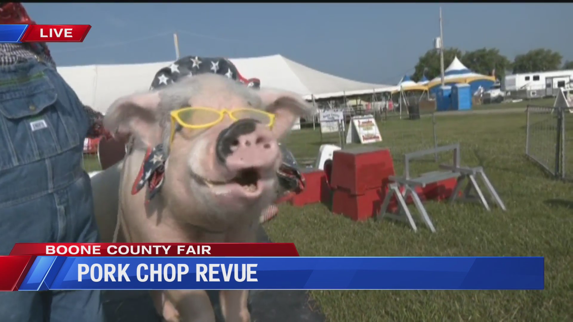 Singing pig warms up vocal chords before Pork Chop Revue – MyStateline ...