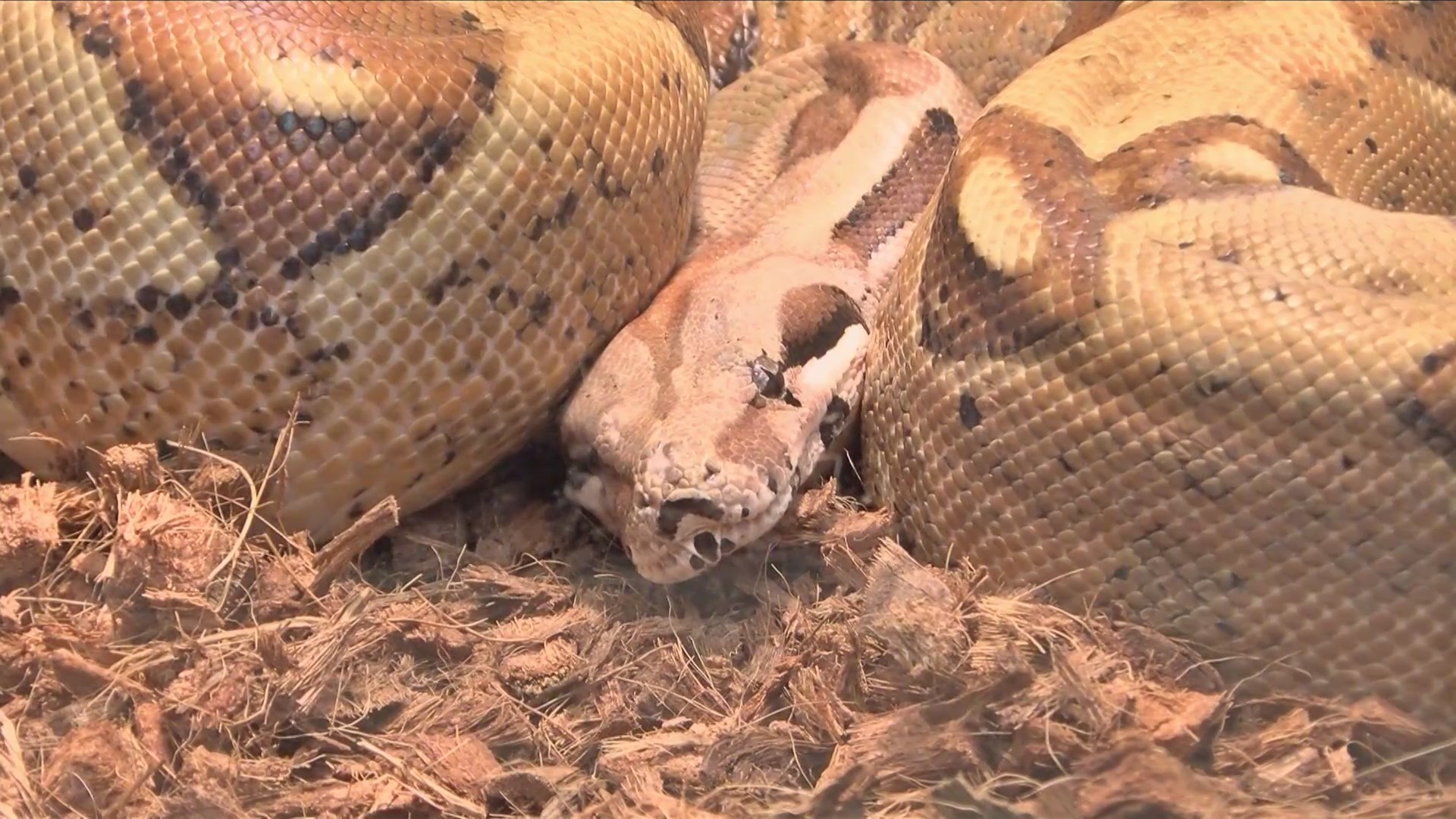 Target snake finds new home – WJET/WFXP/YourErie.com