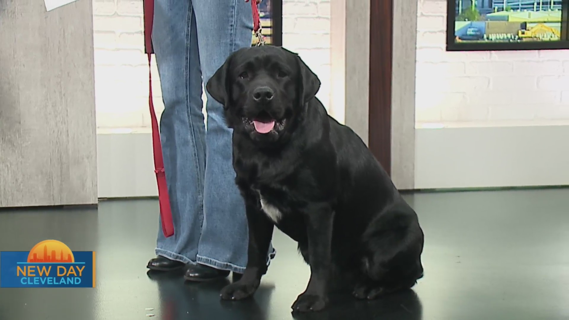 New Day Cleveland: PAW-PPY – Fox 8 Cleveland WJW