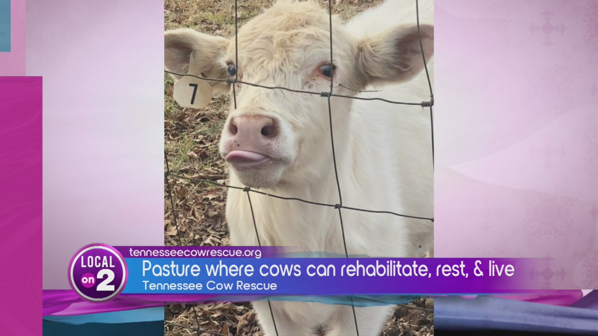 Tennessee Cow Rescue Needs Your Help – WKRN News 2