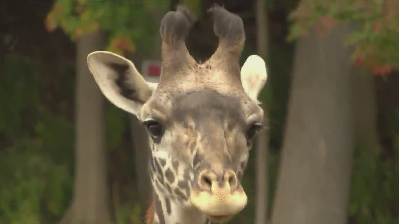 Seneca Park Zoo confirms giraffe with cancer is pregnant – RochesterFirst