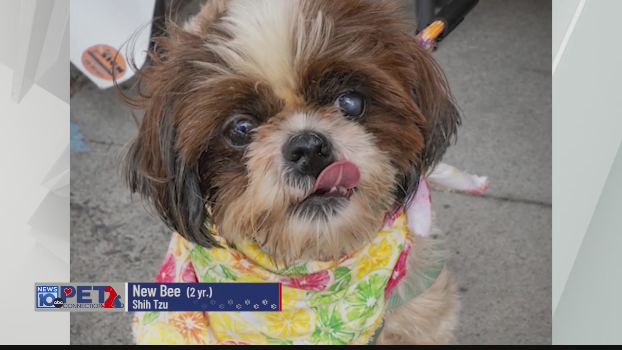 New Bee – NEWS10 ABC