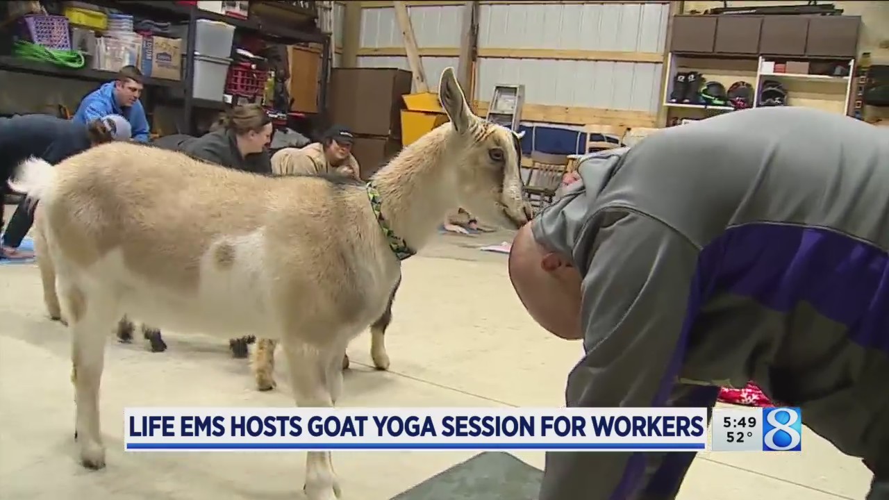 Kalamazoo EMS employees relax with goat yoga – WOODTV.com