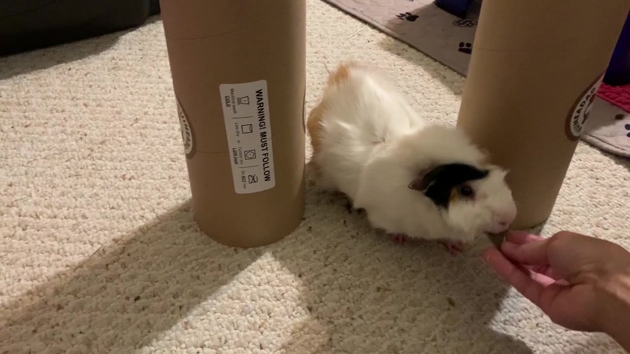 Meet the Triad guinea pig who just earned a Guinness World Record ...