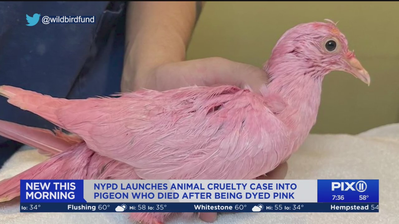 NYPD investigating after pink pigeon ‘Flamingo’ dies – PIX11