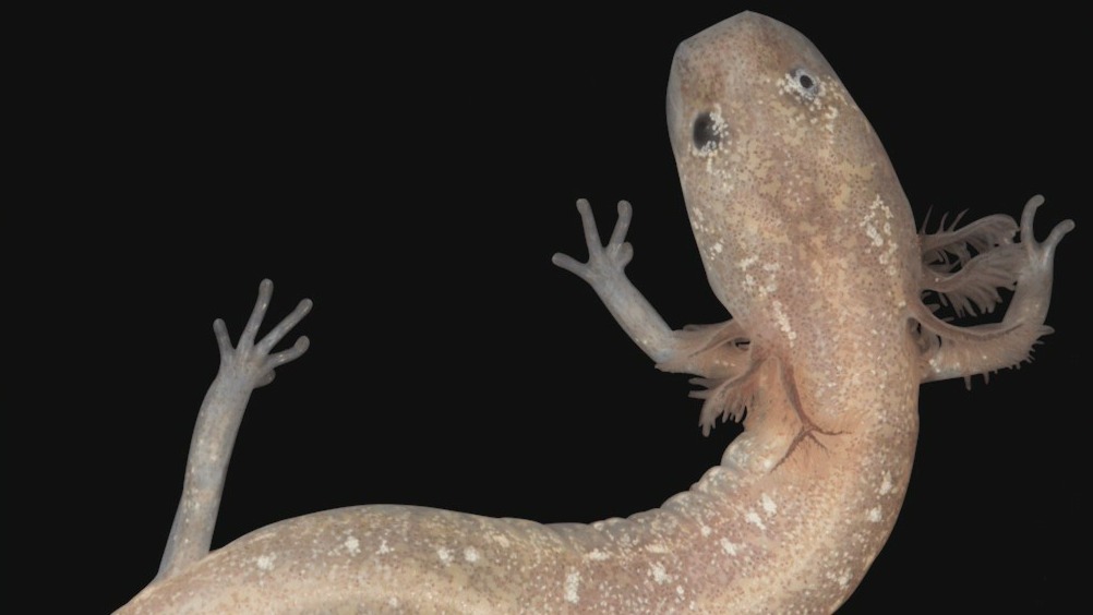 Salamanders in Pedernales River under review for national endangered ...