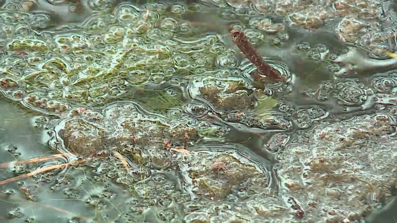 City of Austin to treat harmful algae growth on Lady Bird Lake – KXAN ...