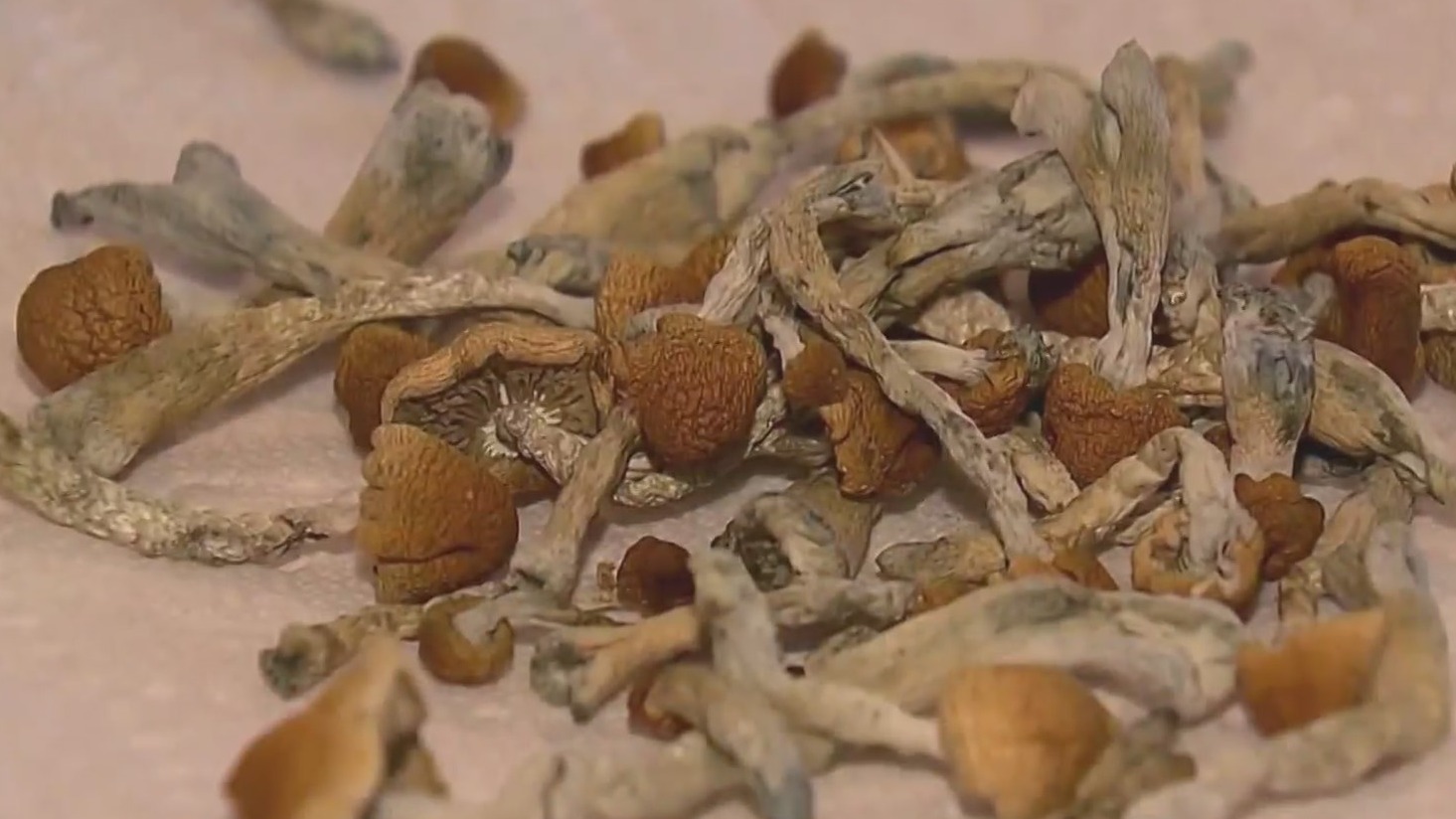 Former employee reveals details about Shroom House’s operations – WKRG ...