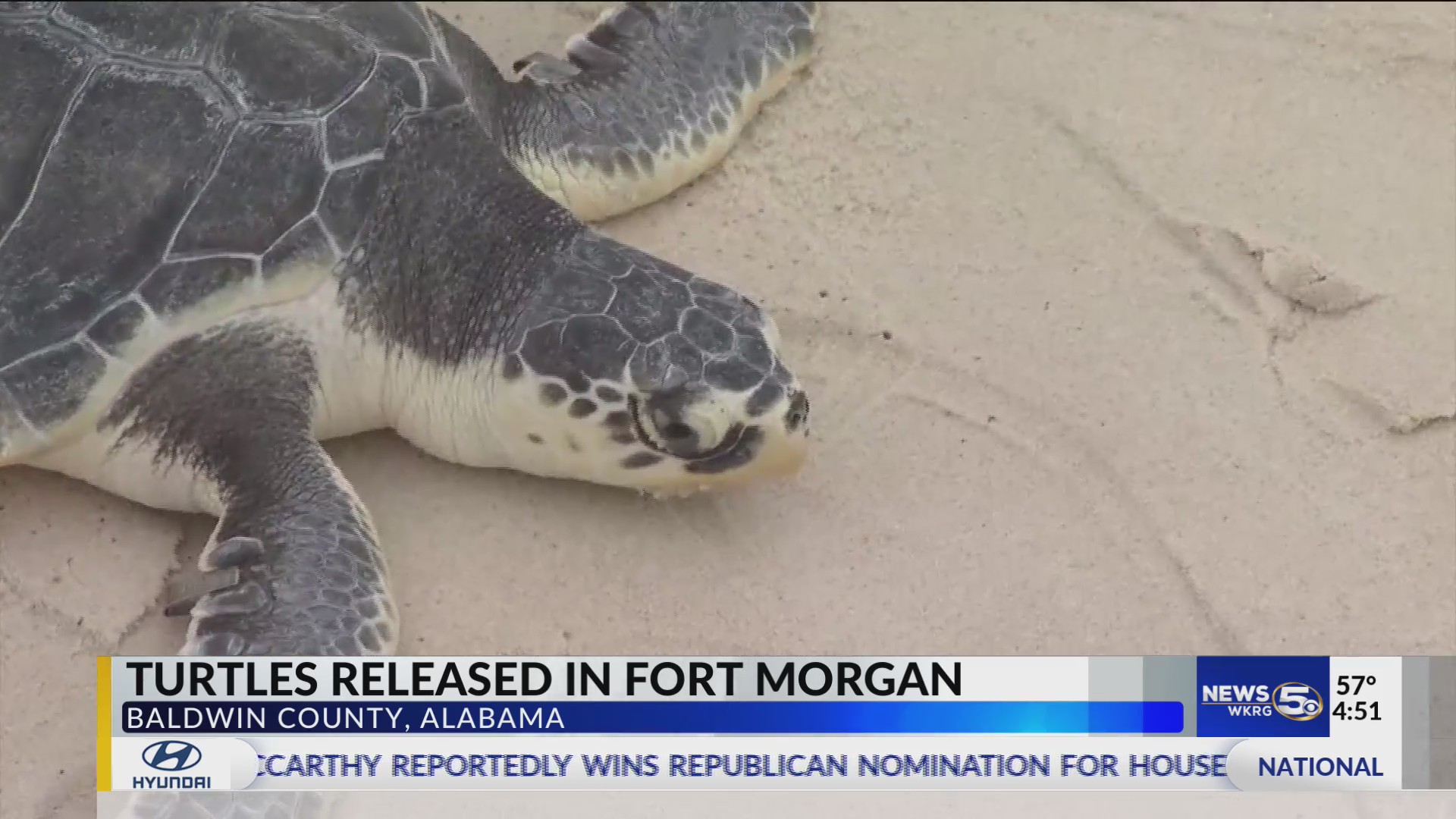 The most endangered sea turtle in the world released in Ft. Morgan ...
