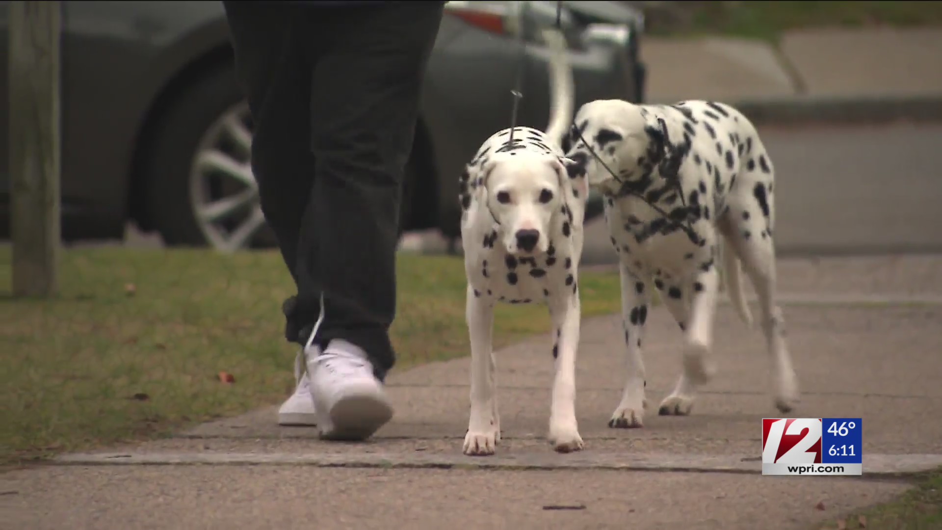 Dalmatians help fight off pack of coyotes – WPRI.com