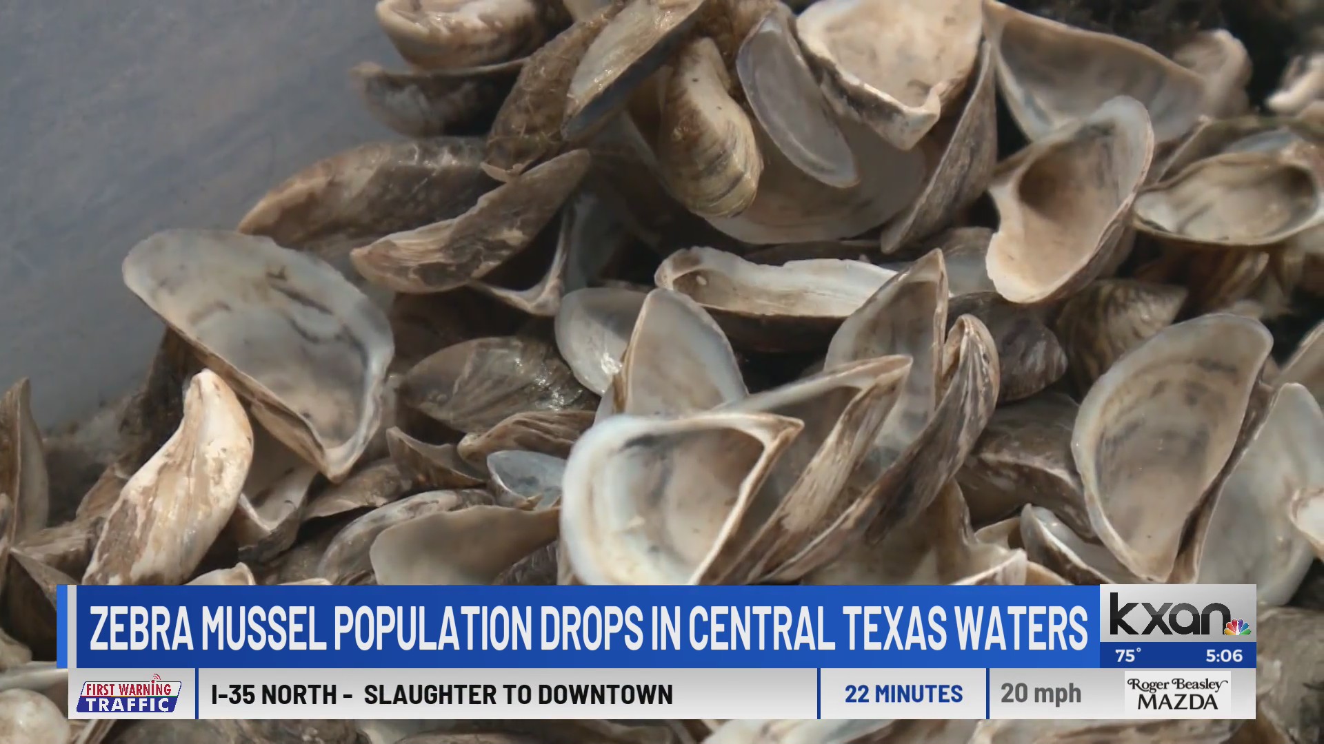 Zebra mussels population dropped in Central Texas waters — for now ...