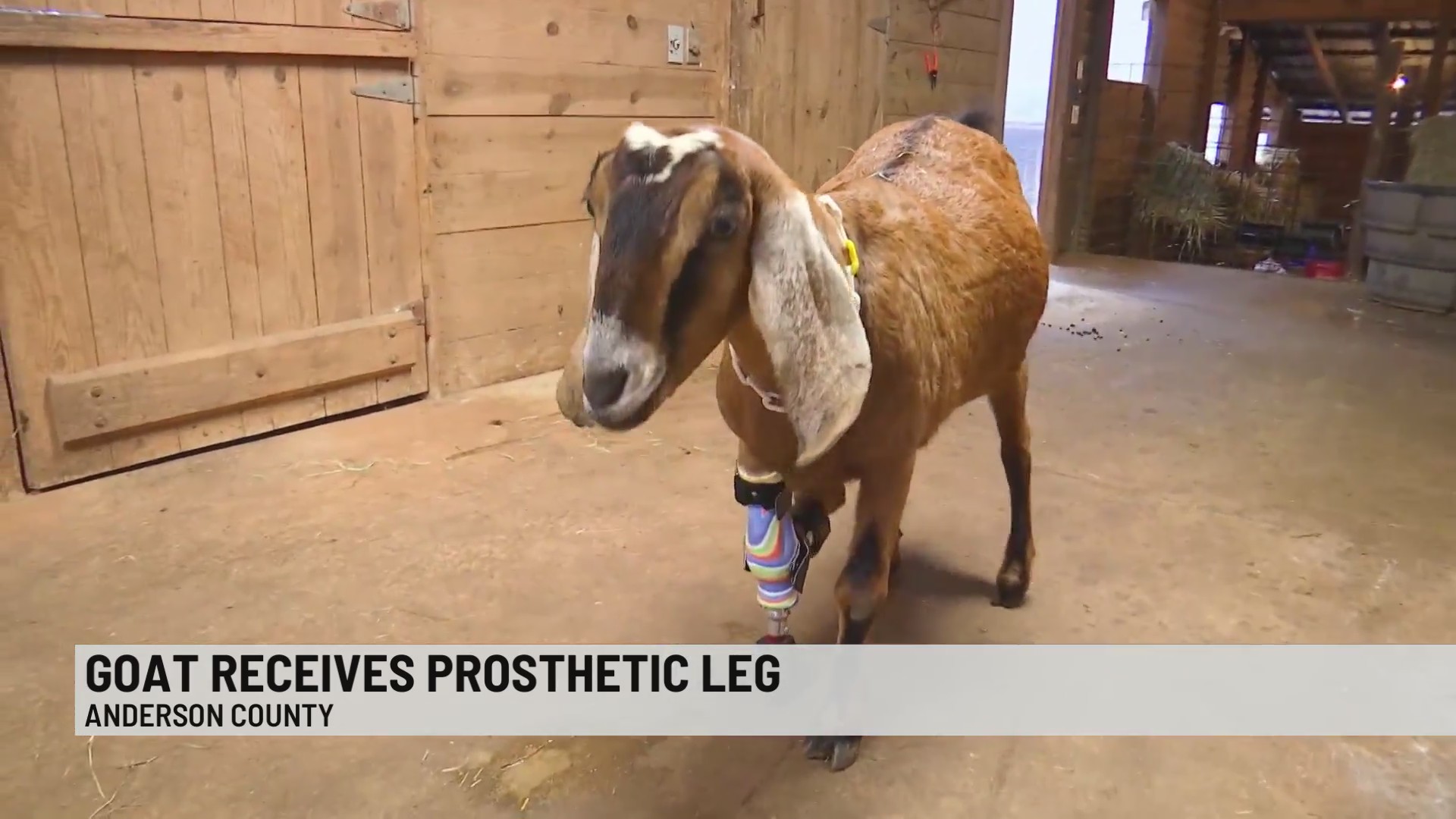 Farm goat receives prosthetic leg in Anderson Co. – WSPA 7NEWS