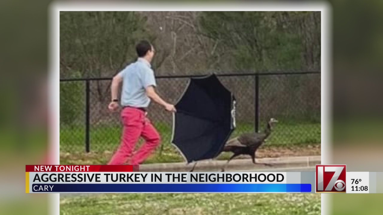 Aggressive turkey causing trouble at Cary schools – CBS17.com